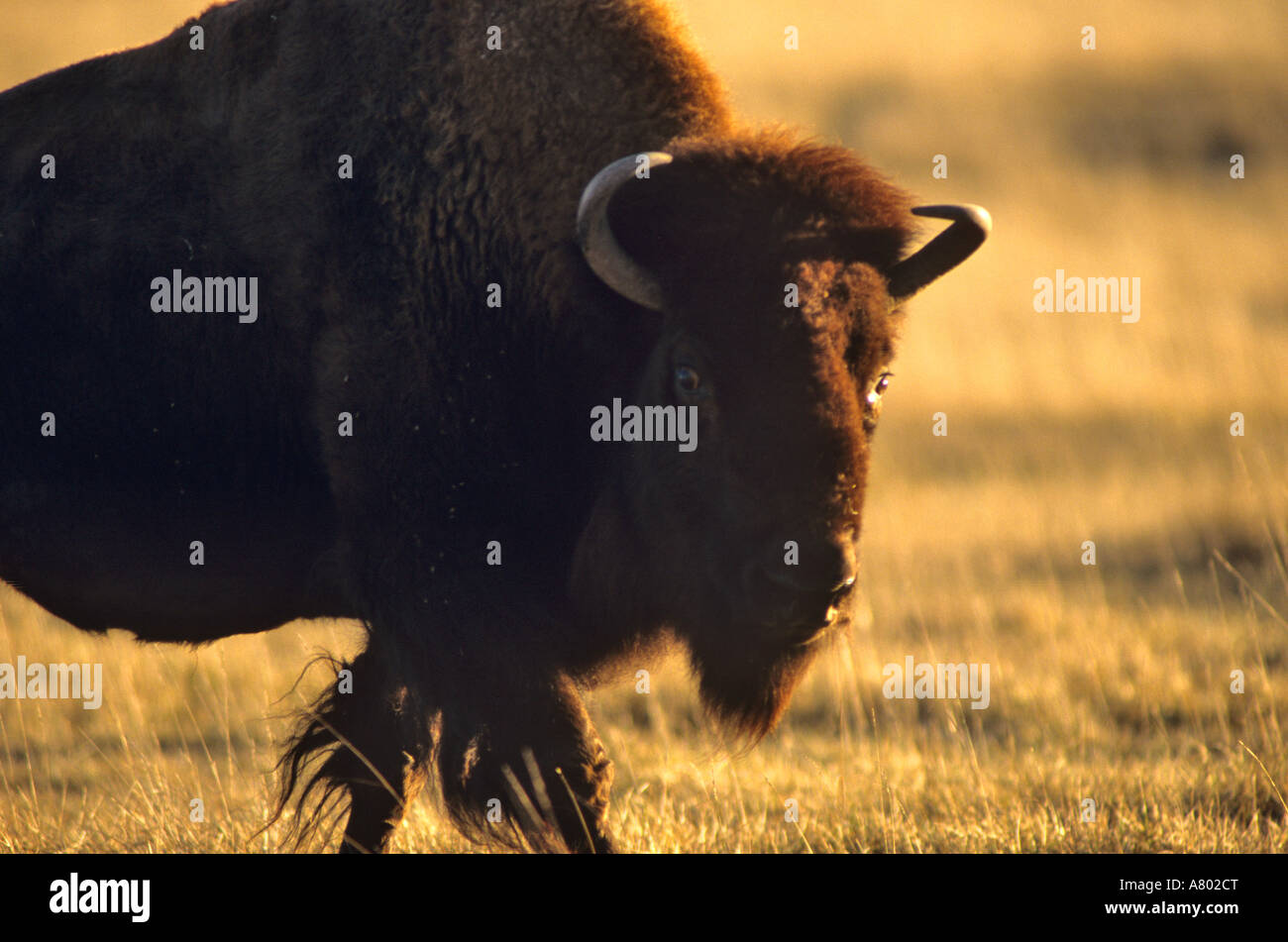 Bison bull at the National Bison Range in Moiese, Montana Stock Photo ...