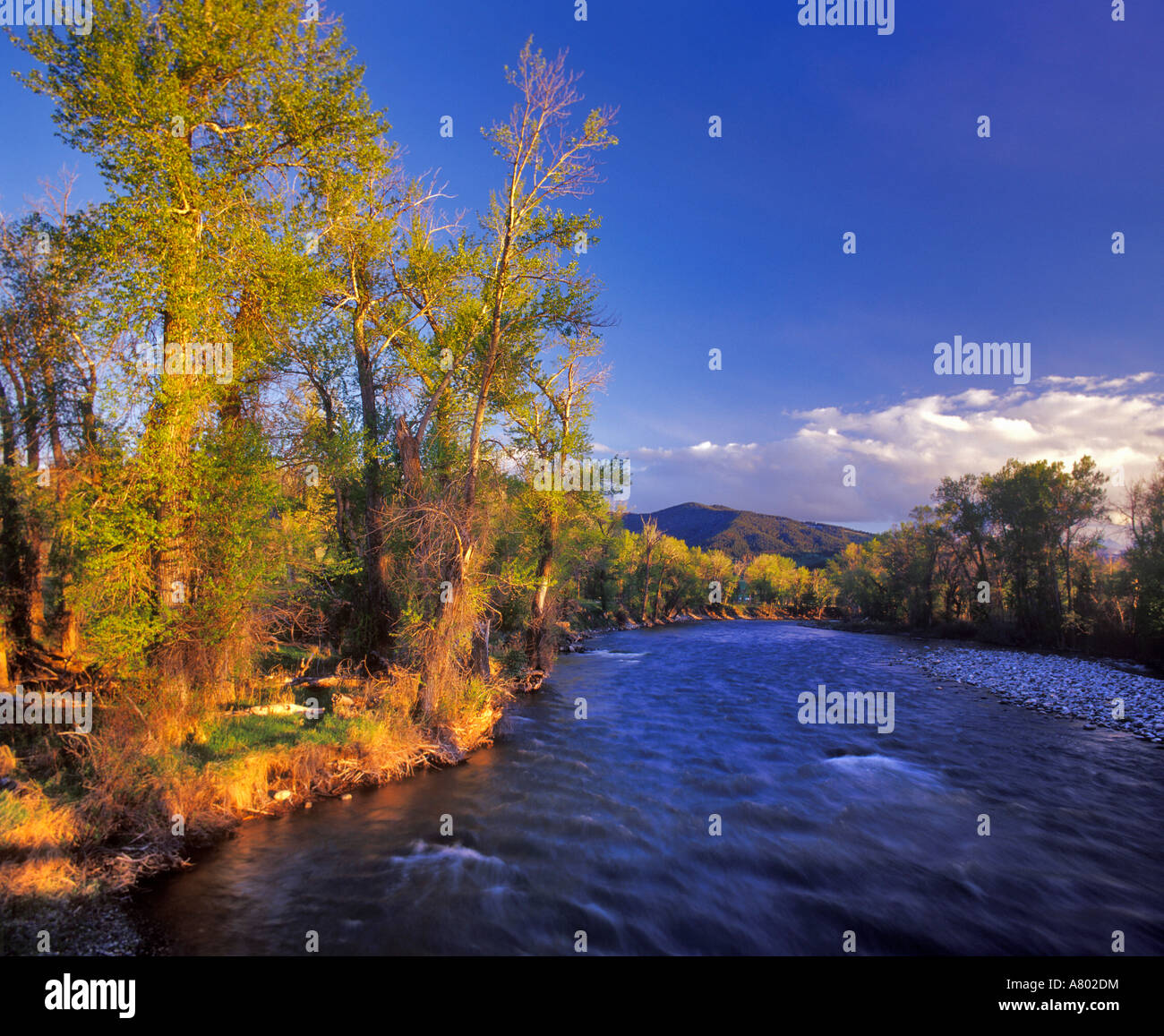 The Gallatin River near Bozeman Montana Stock Photo - Alamy