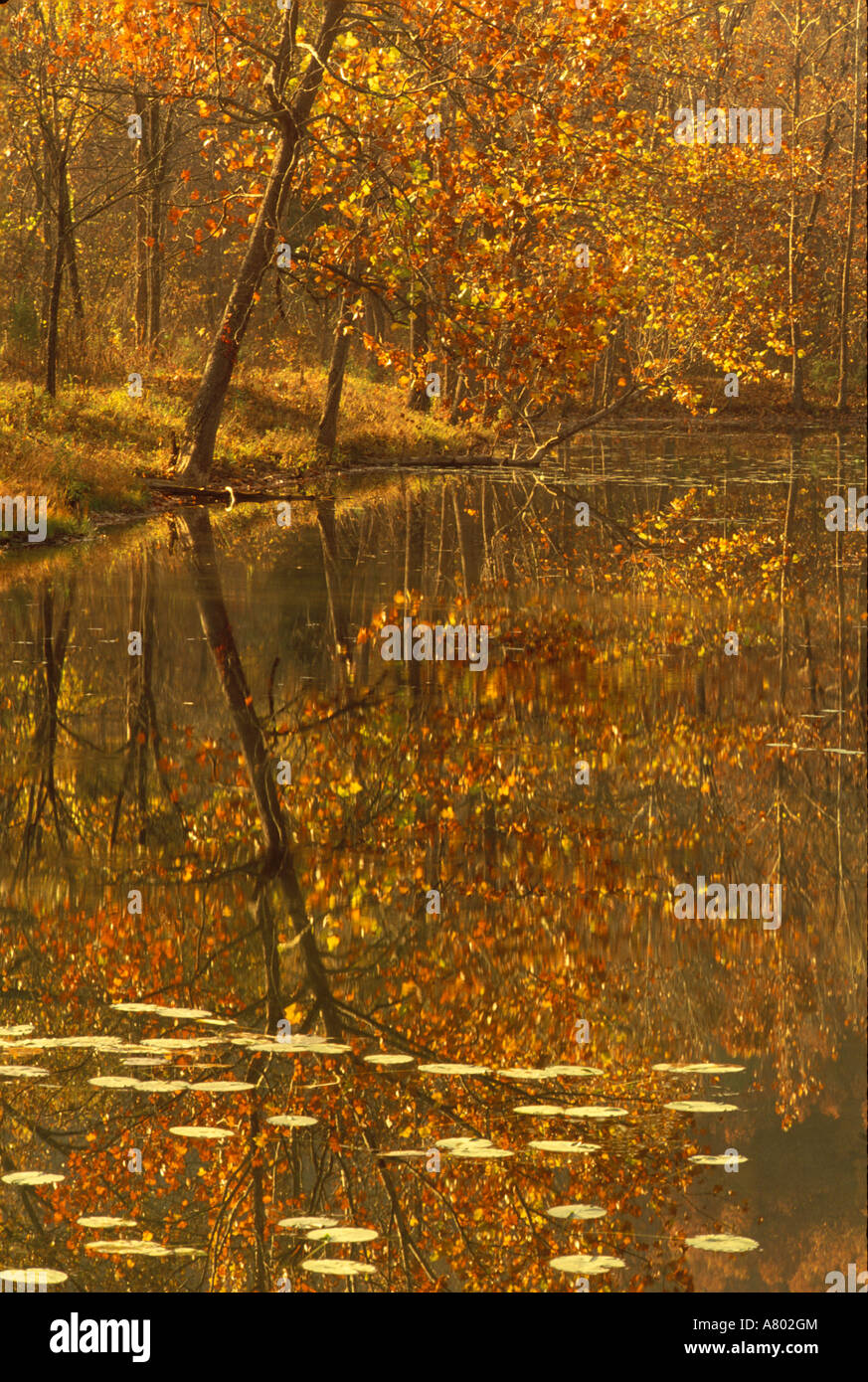 autumn pond water lillies reflection Stock Photo - Alamy