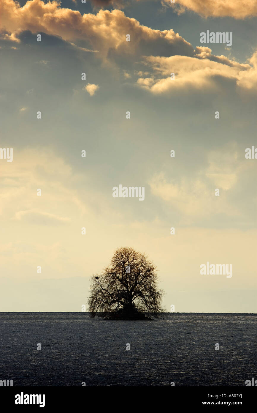 Tree on an island in Lake Geneva near Villeneuve Switzerland March 2007 ...