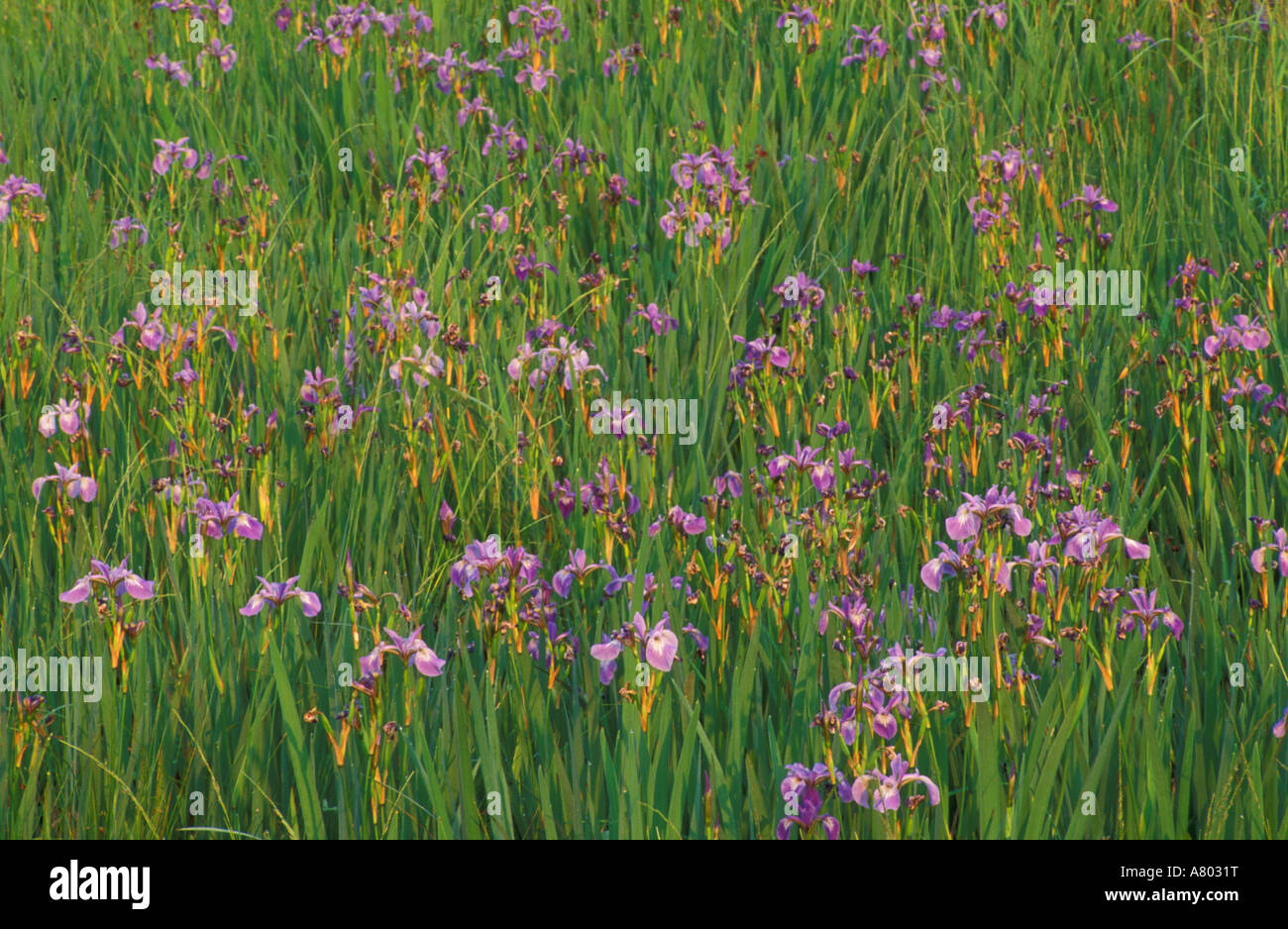 Errol, NH, Large Blue Flags, Iris versicolor, in a marsh next to the ...