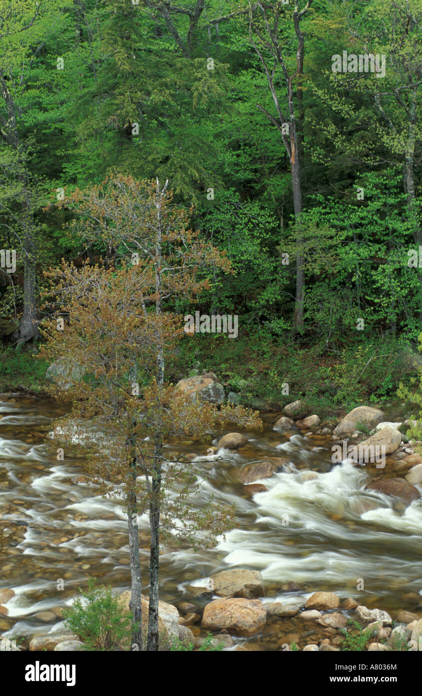 Albany, NH. Trees begin to leaf out in a northern hardwood forest in ...