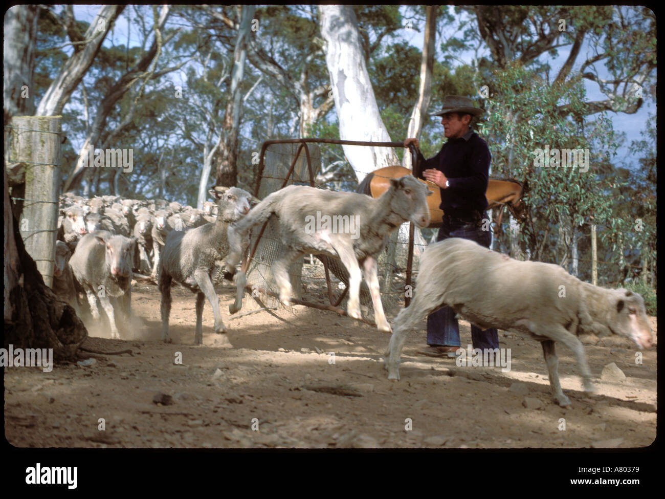 Mustering sheep on a farm in the Monaro rural area of NSW during the ...