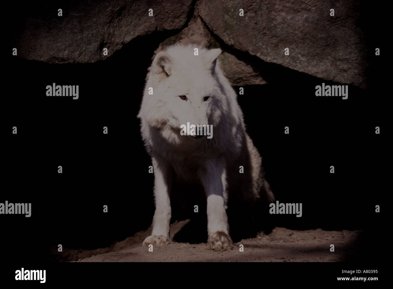 White wolf hi-res stock photography and images - Alamy