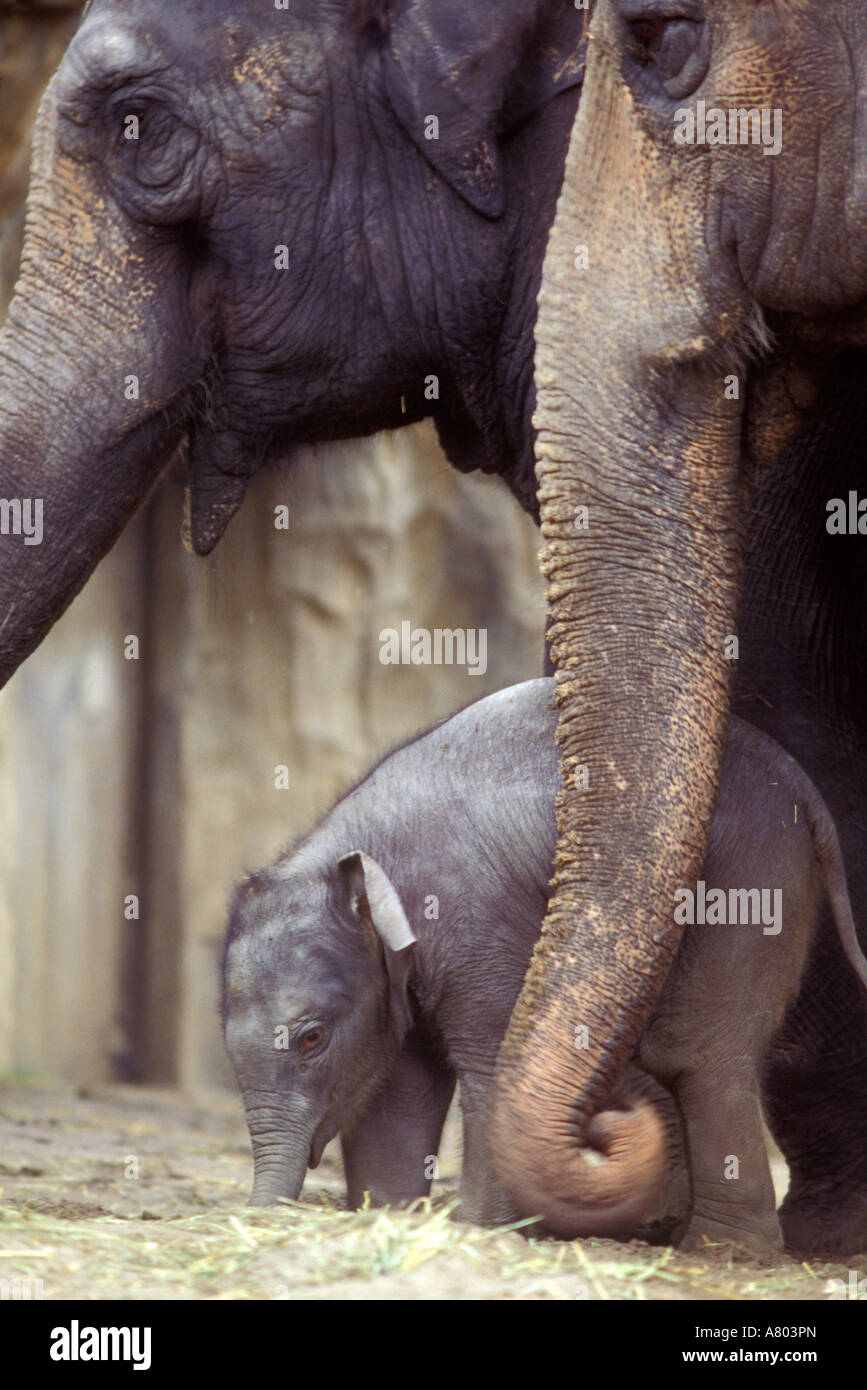 A small baby elephant standing, eating hay at the feet of two adult ...
