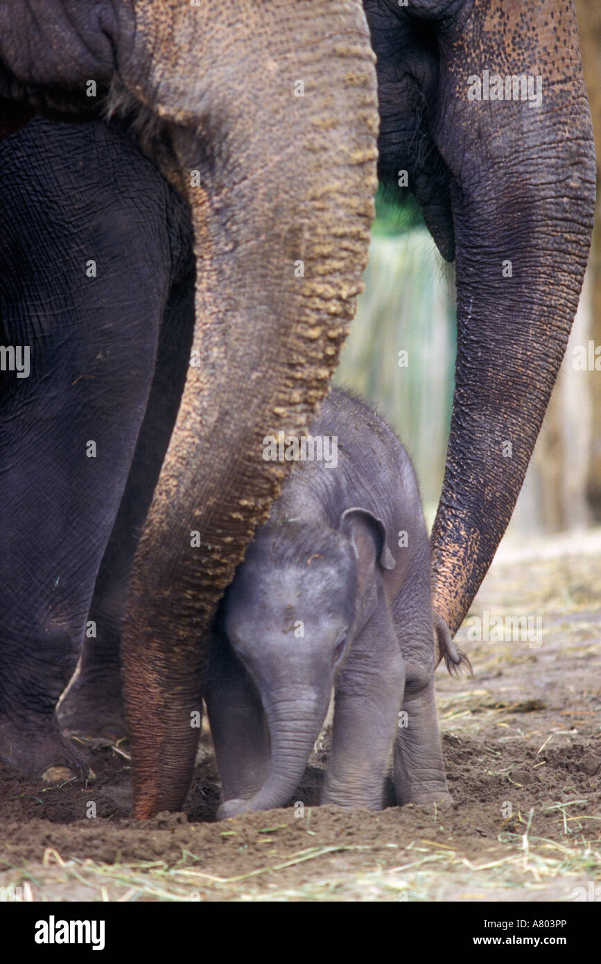 Two adult elephants cuddle a baby elephant with their trunks, at the ...
