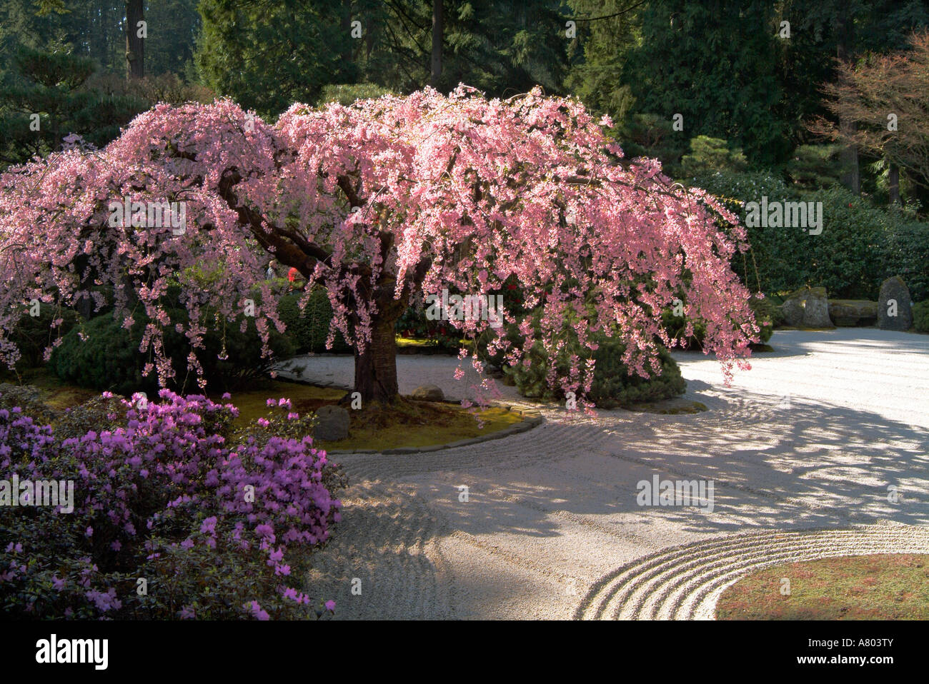 Usa oregon portland cherry blossoms hi-res stock photography and images ...