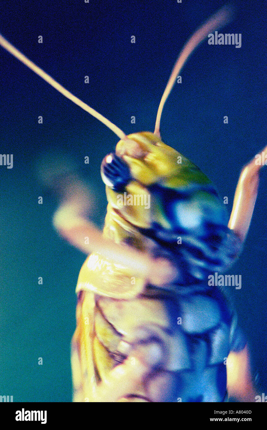 Locust insect hi-res stock photography and images - Alamy