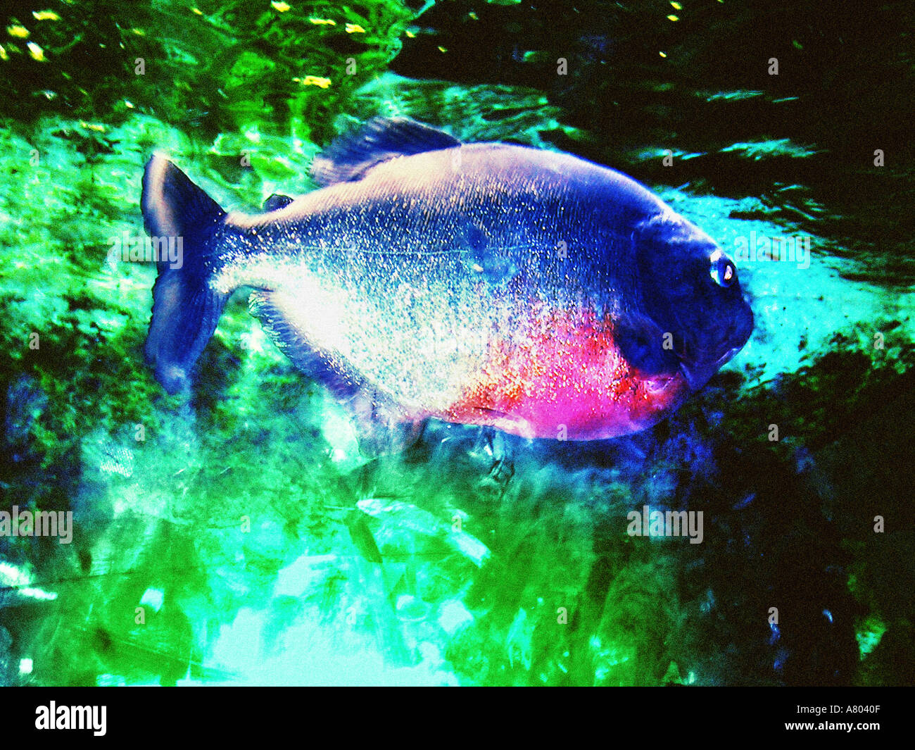 Voracious fish hi-res stock photography and images - Alamy