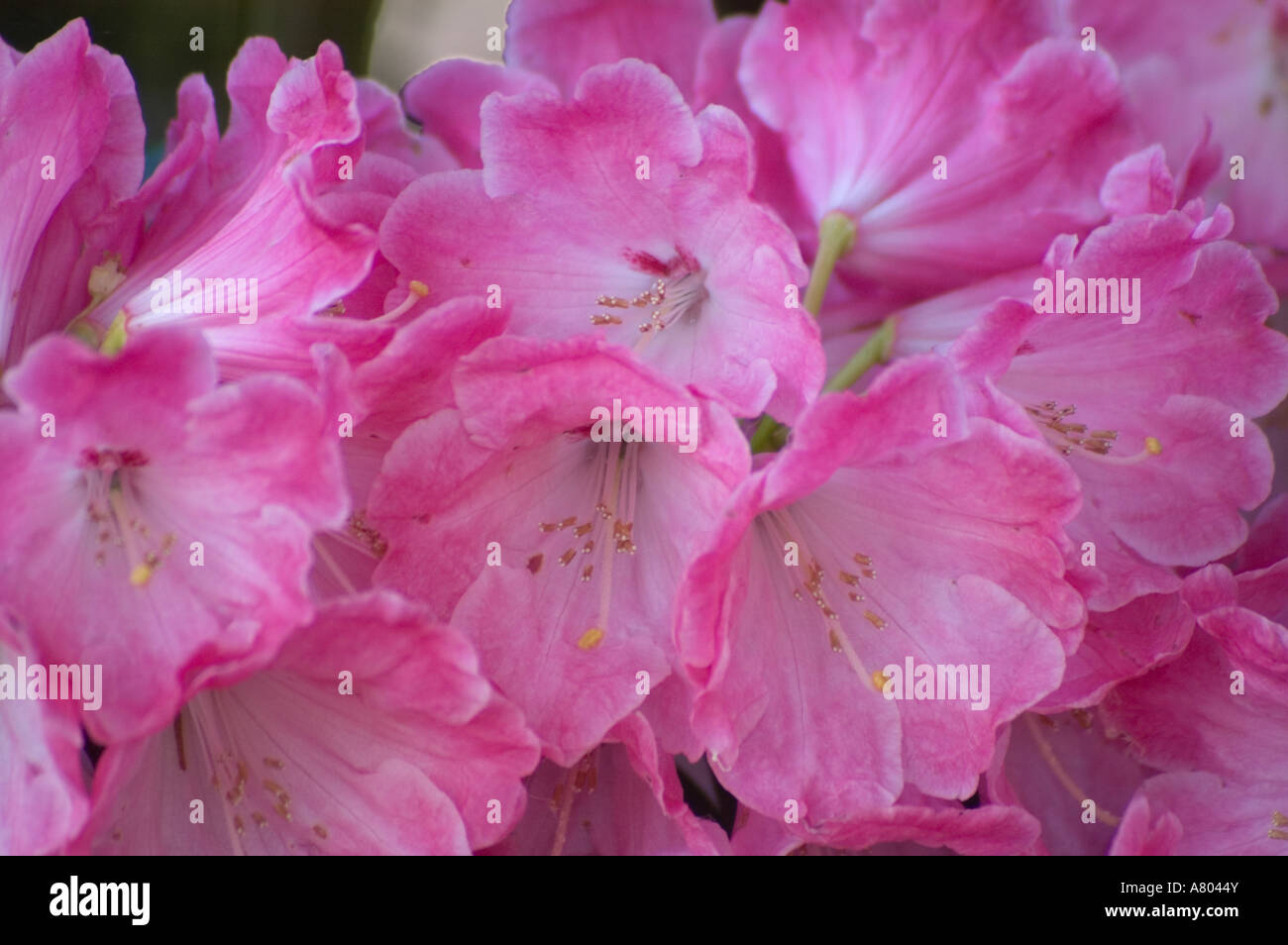 USA, Oregon, Rhododendrons at Crystal Springs Rhododendron gardens ...