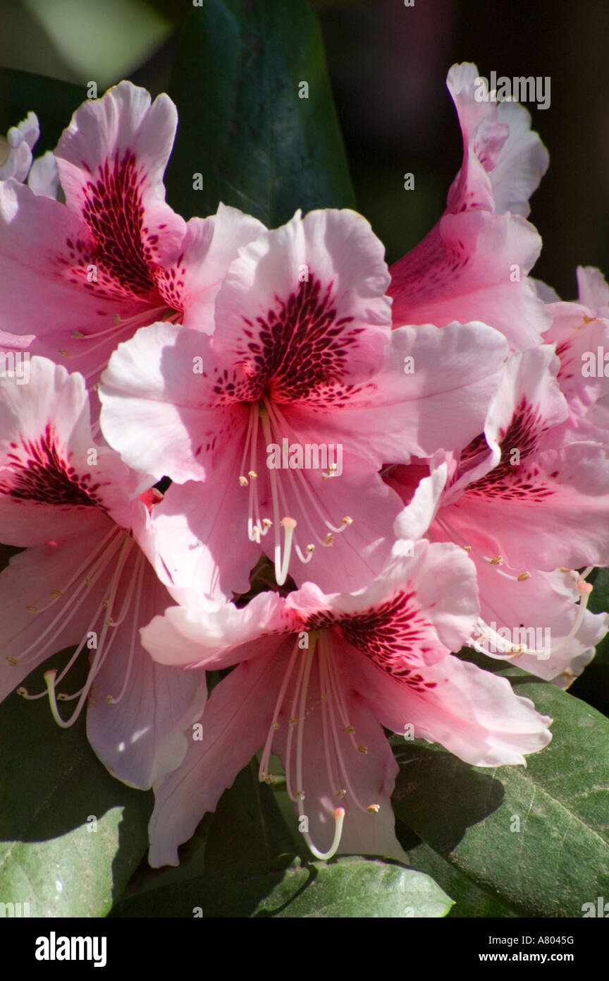 USA, Oregon, Rhododendrons at Crystal Springs Rhododendron gardens ...