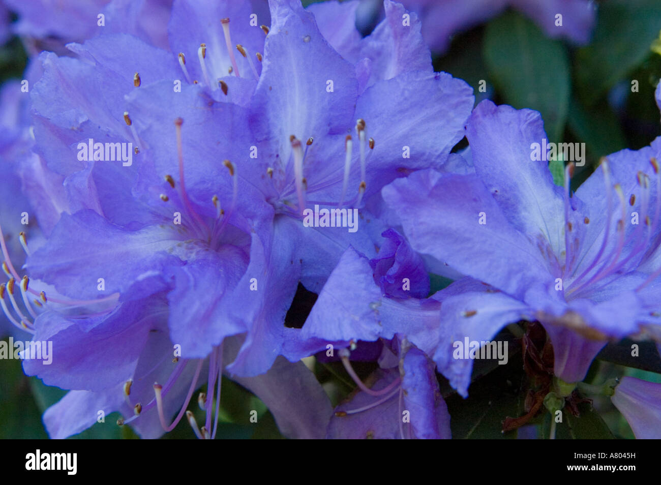 USA, Oregon, Rhododendrons at Crystal Springs Rhododendron gardens ...