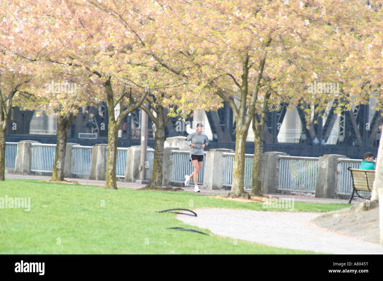 Portland oregon waterfront walking hi-res stock photography and images ...