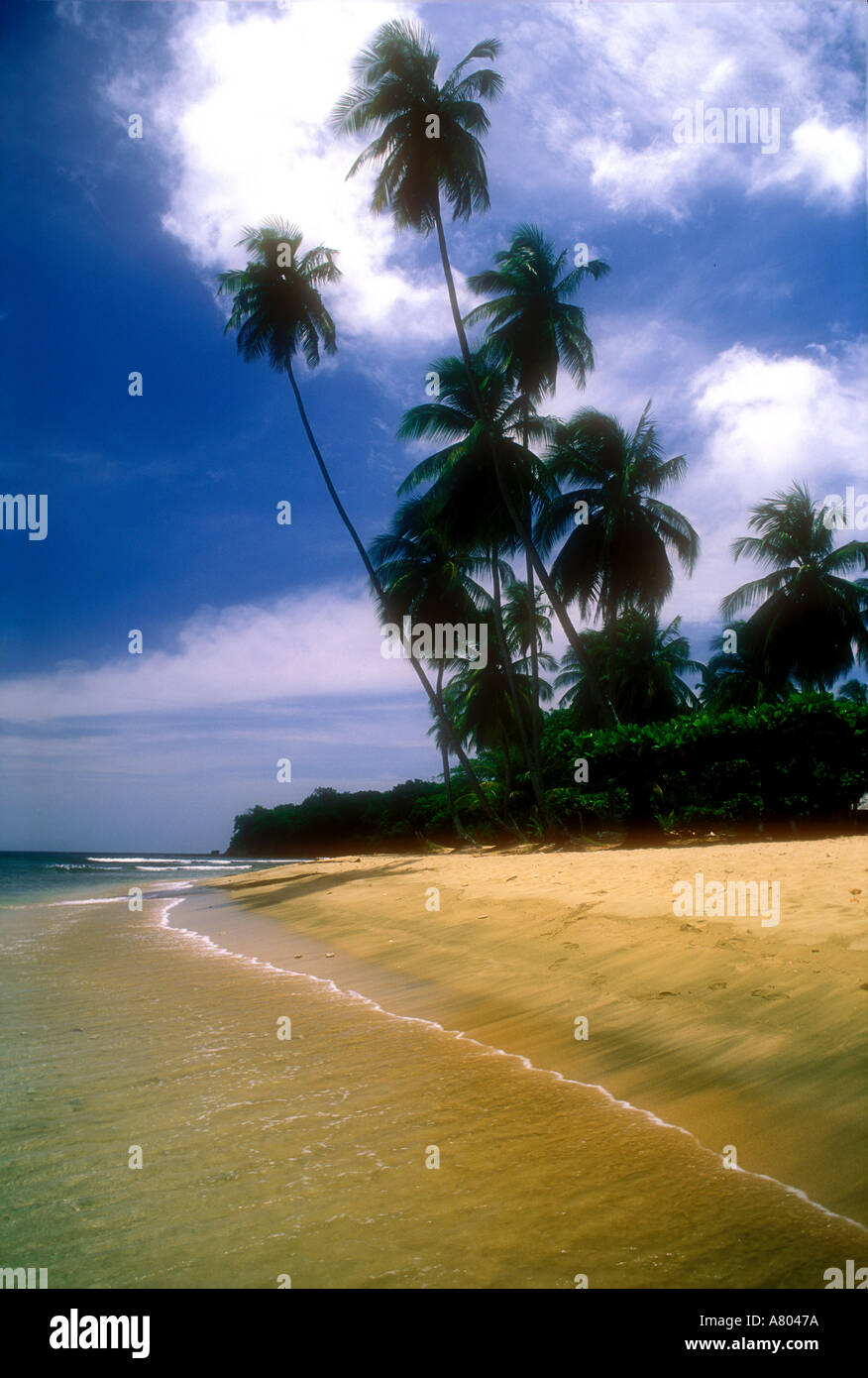 The palm tree lined beach at Mount Irvine Bay Tobago West Indies ...