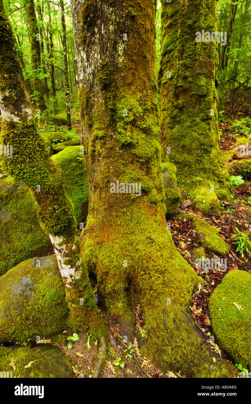 USA; Tennessee;Great Smoky Mountain NP; Moss covered trees trunks in ...