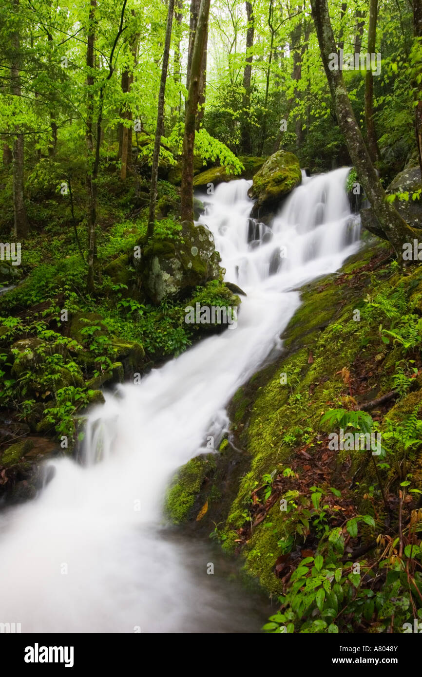 USA; Tennessee; Great Smoky Mountain NP; Cascade at Tremont Stock Photo ...