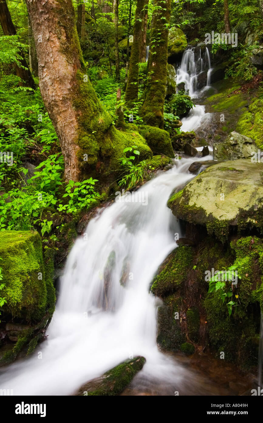 USA; Tennessee; Great Smoky Mountain NP; Cascade at Tremont Stock Photo ...