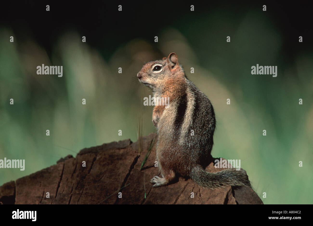 Genus tamias hi-res stock photography and images - Alamy
