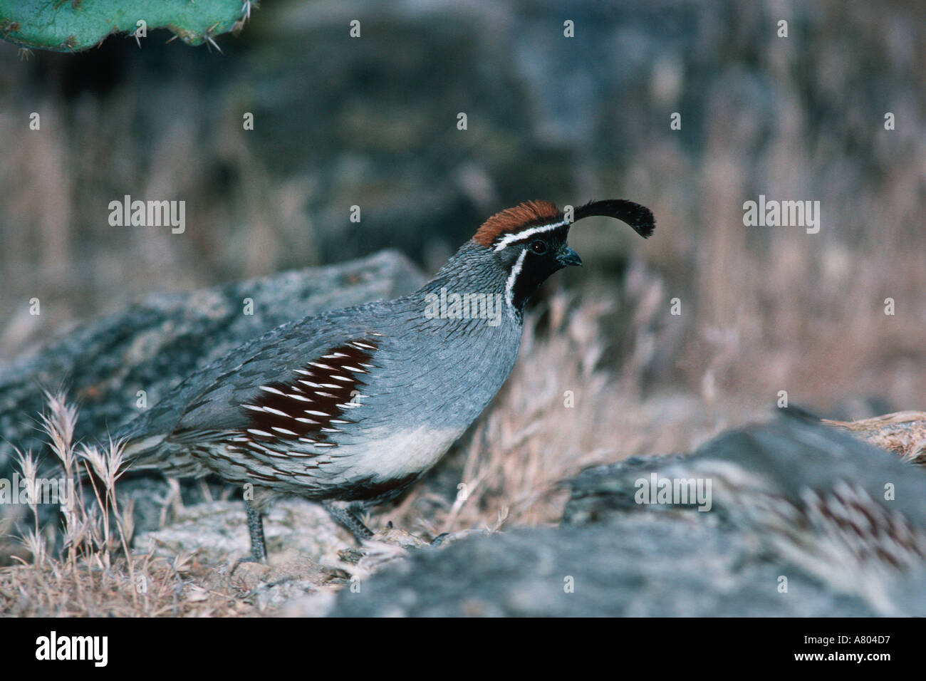 Gambel s quail hi-res stock photography and images - Alamy