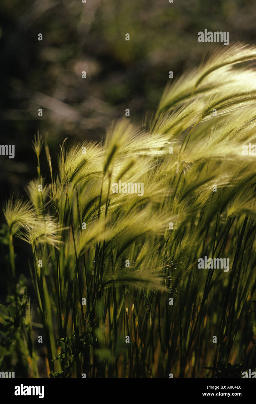 field of foxtail weeds blowing in the wind Stock Photo - Alamy