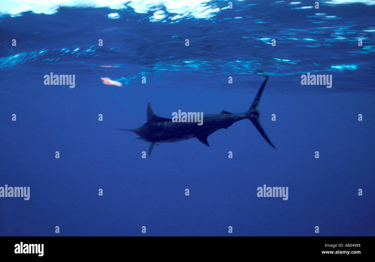 Blue Marlin Underwater High Resolution Stock Photography and Images - Alamy