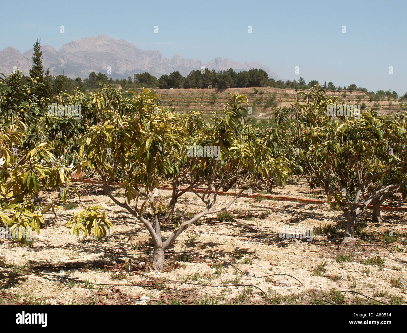 Warm climate fruit hi-res stock photography and images - Alamy