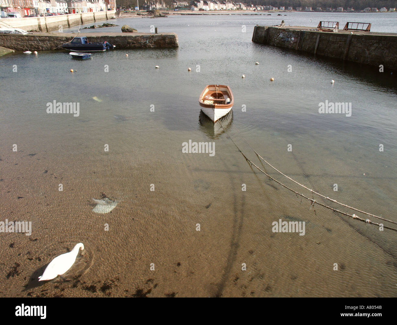 Milport Harbour Great Cumbrae Island in Scotland and a Swan Stock Photo ...
