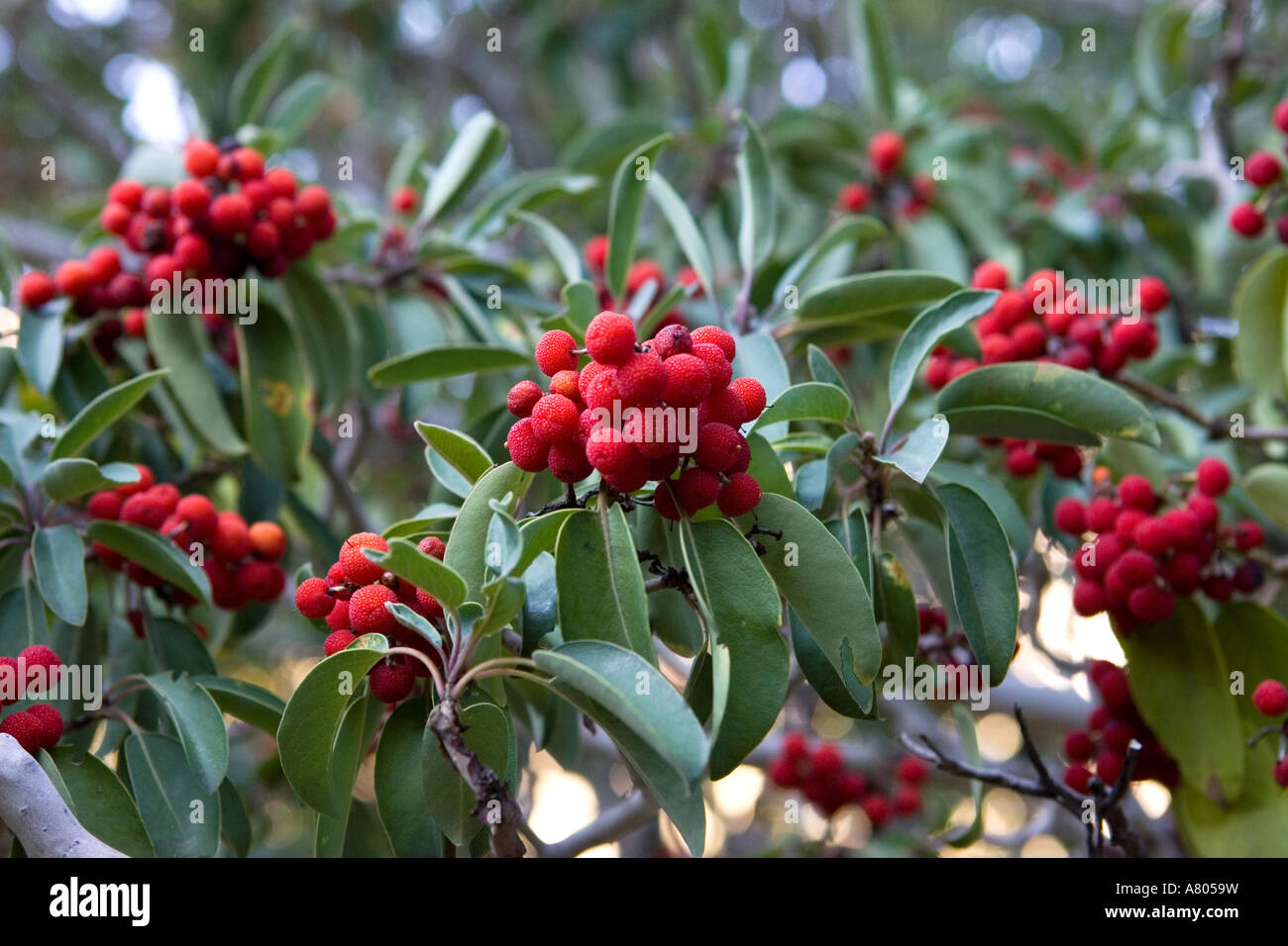 Texas madrone hi-res stock photography and images - Alamy
