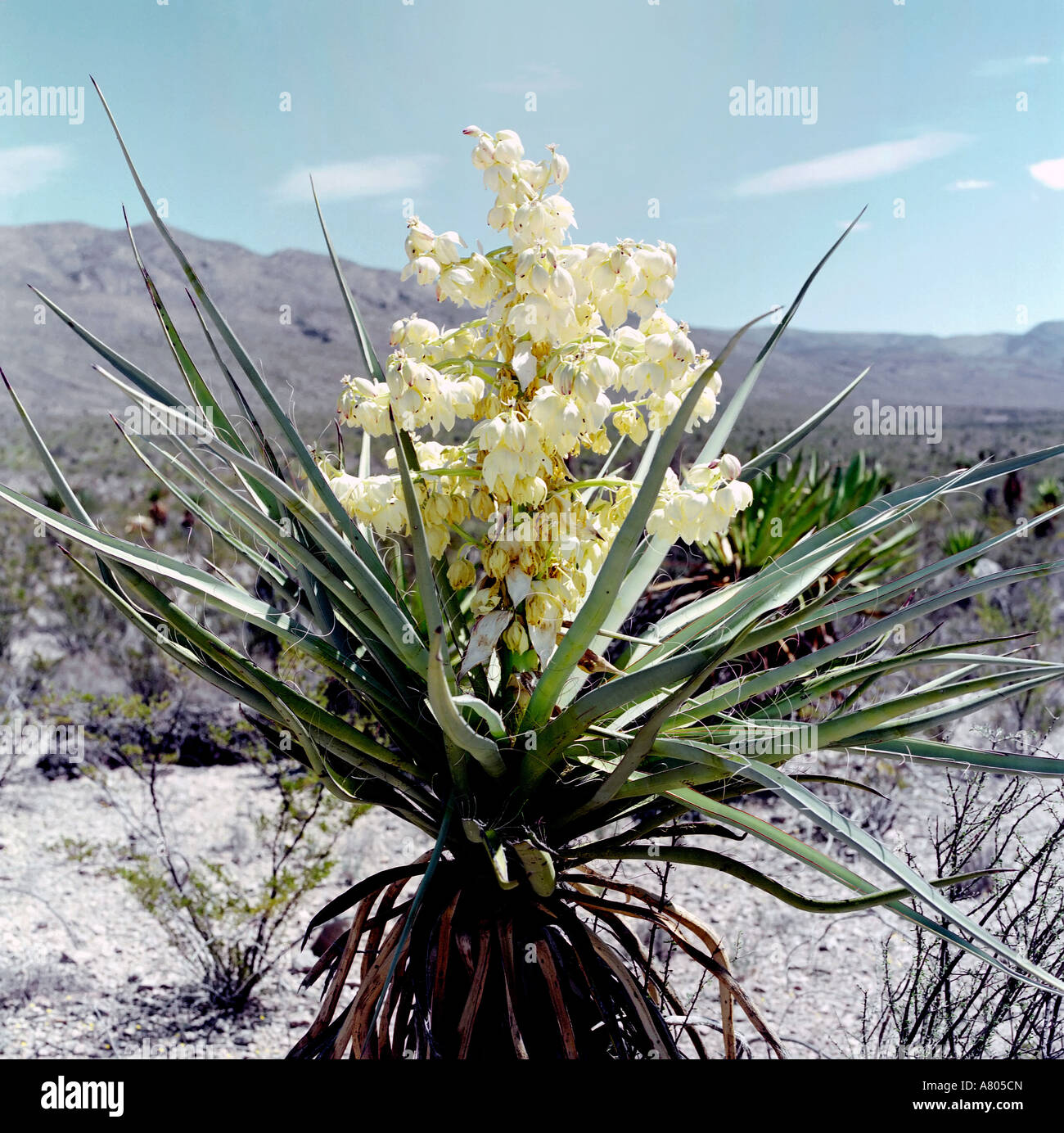 Yucca plant chihuahuan desert big hi-res stock photography and images ...