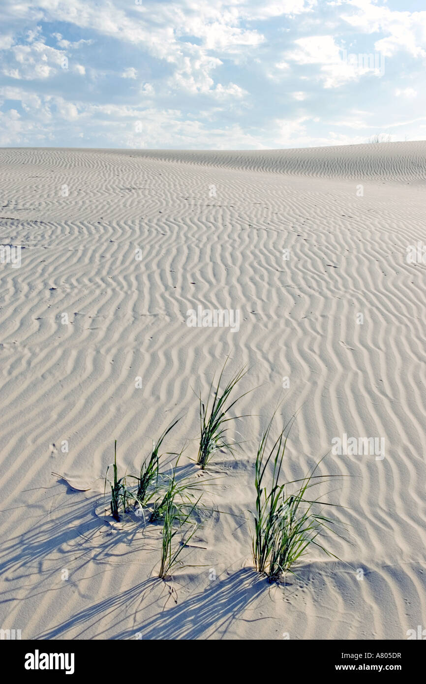 U.S.A., Texas. Monahans Sandhills State Park in the Big Bend area of ...