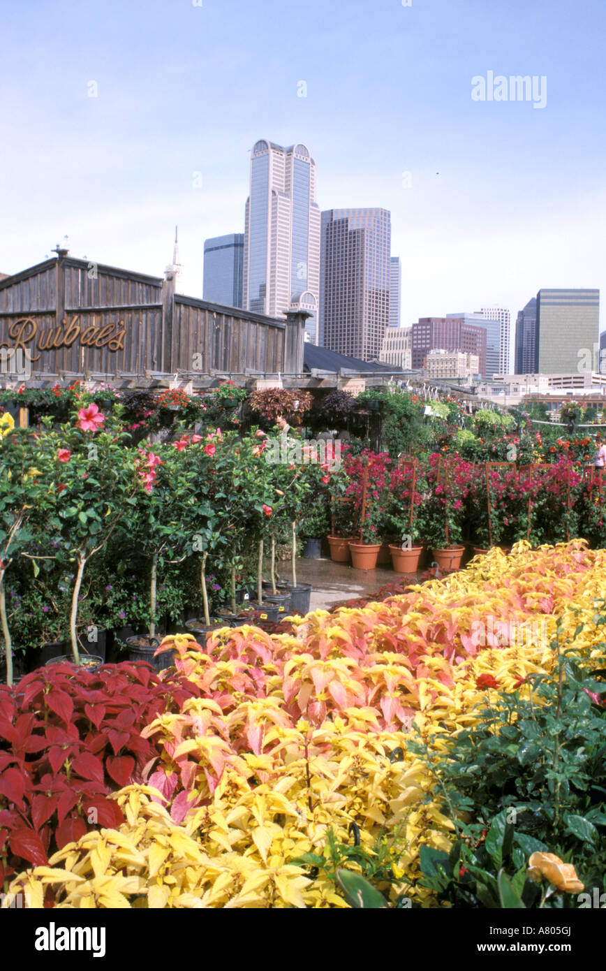 North America, USA, Texas, Dallas. Plant sales at farmers market Stock ...