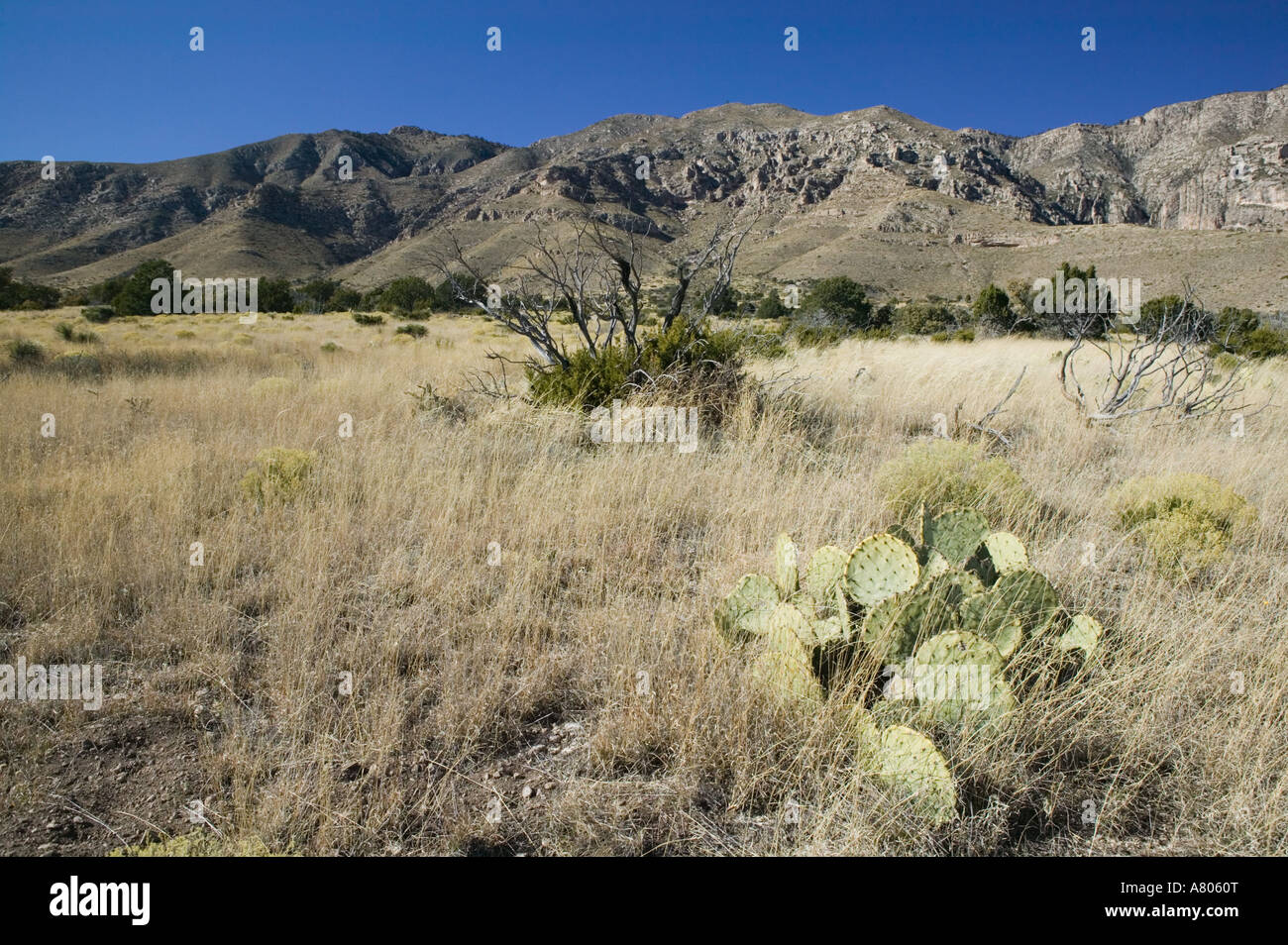 USA, TEXAS, Guadalupe Mountains National Park: Remote Texas Mountain ...
