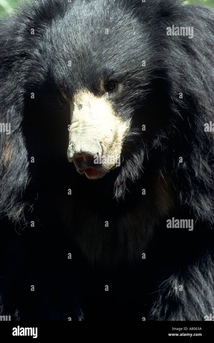 Sloth Bear Portrait New Delhi India Stock Photo - Alamy