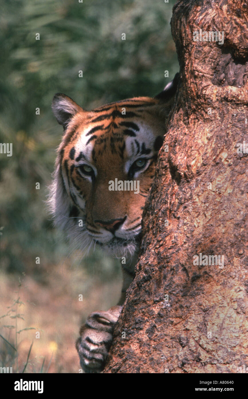 Tiger Peeking From Behind Tree Stock Photo - Alamy