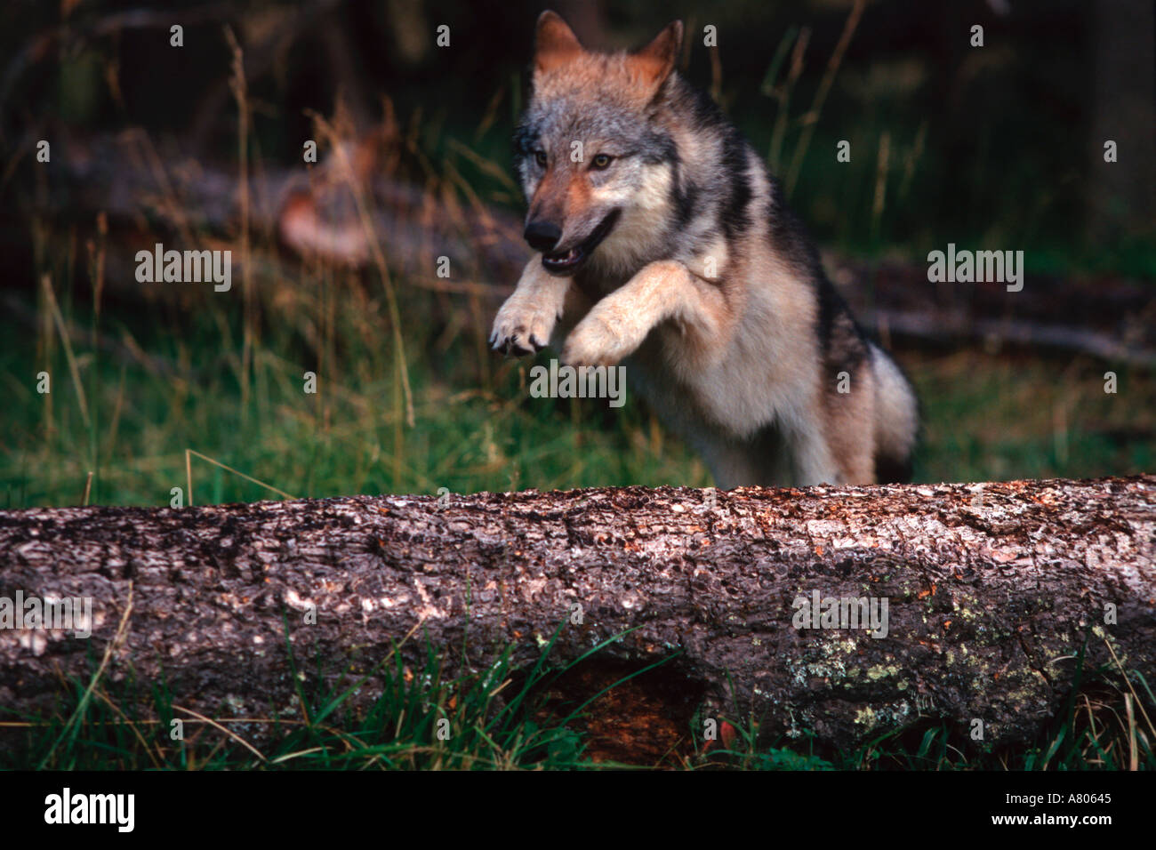 Leaping over log hi-res stock photography and images - Alamy