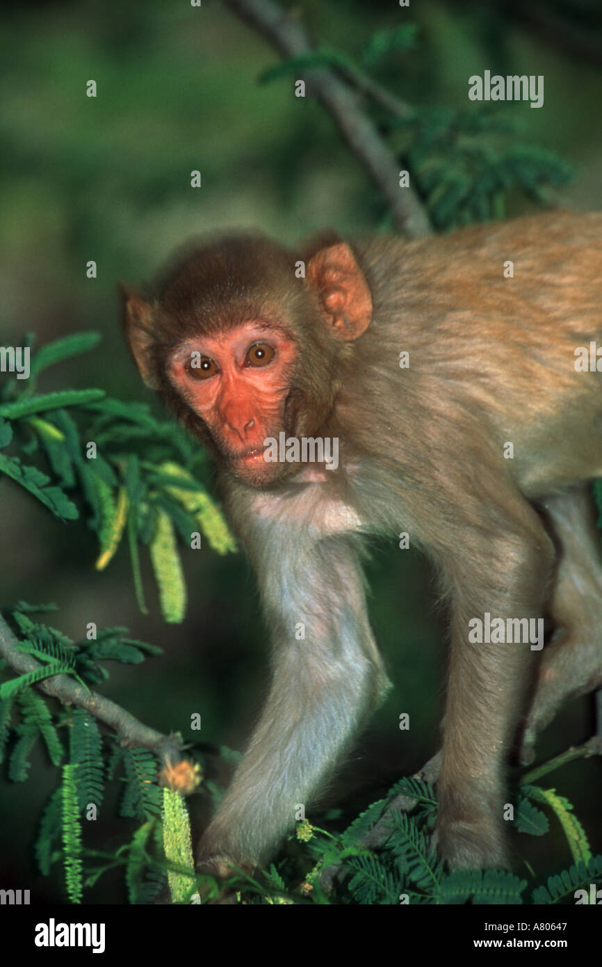 Rhesus macaque walking hi-res stock photography and images - Alamy