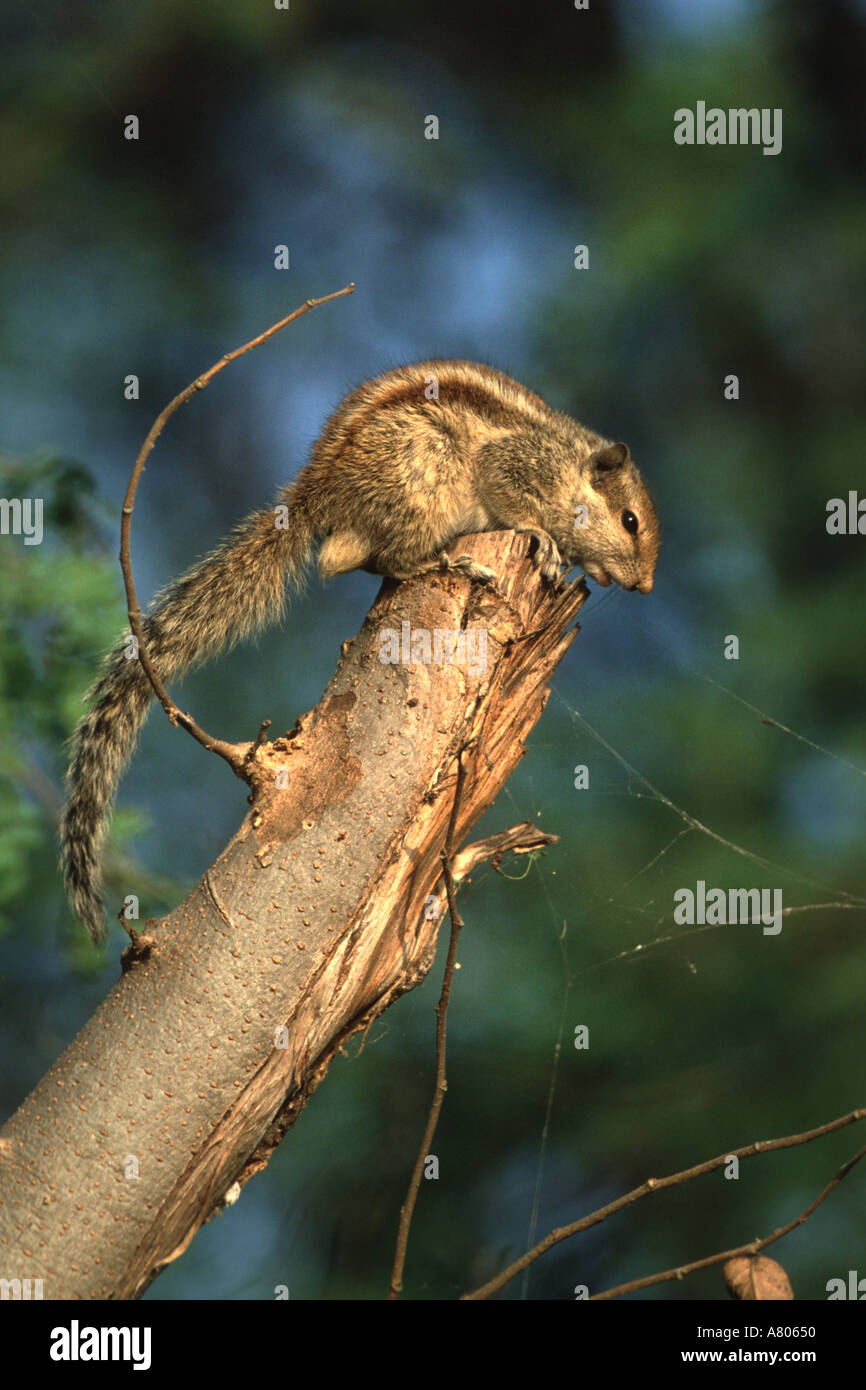Asiatic flying squirrel hi-res stock photography and images - Alamy