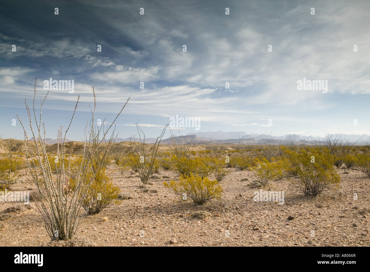 USA, TEXAS, Big Bend Area, Big Bend National Park: Desert & Chisos ...