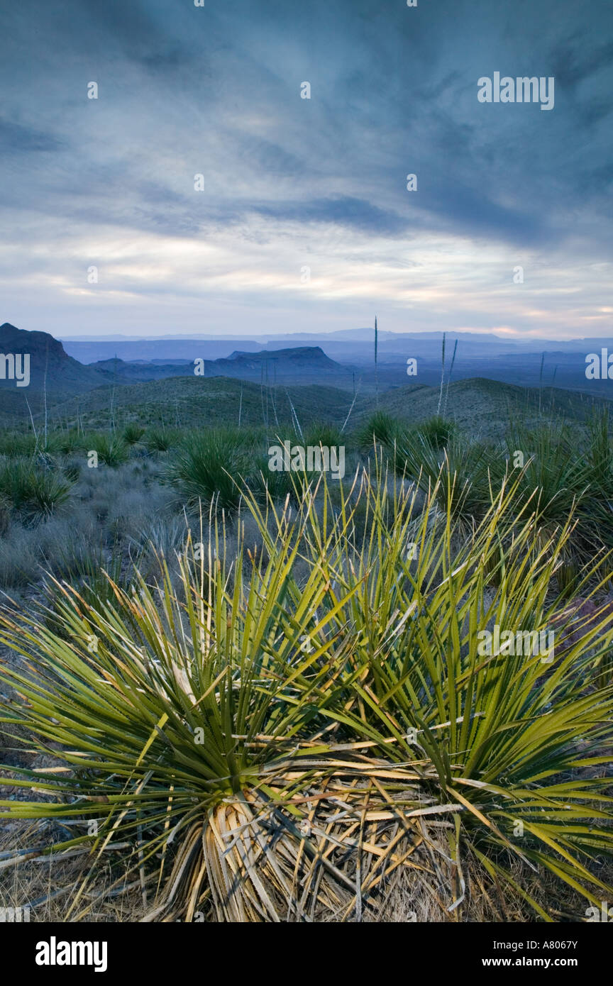 Sotol plants hi-res stock photography and images - Alamy