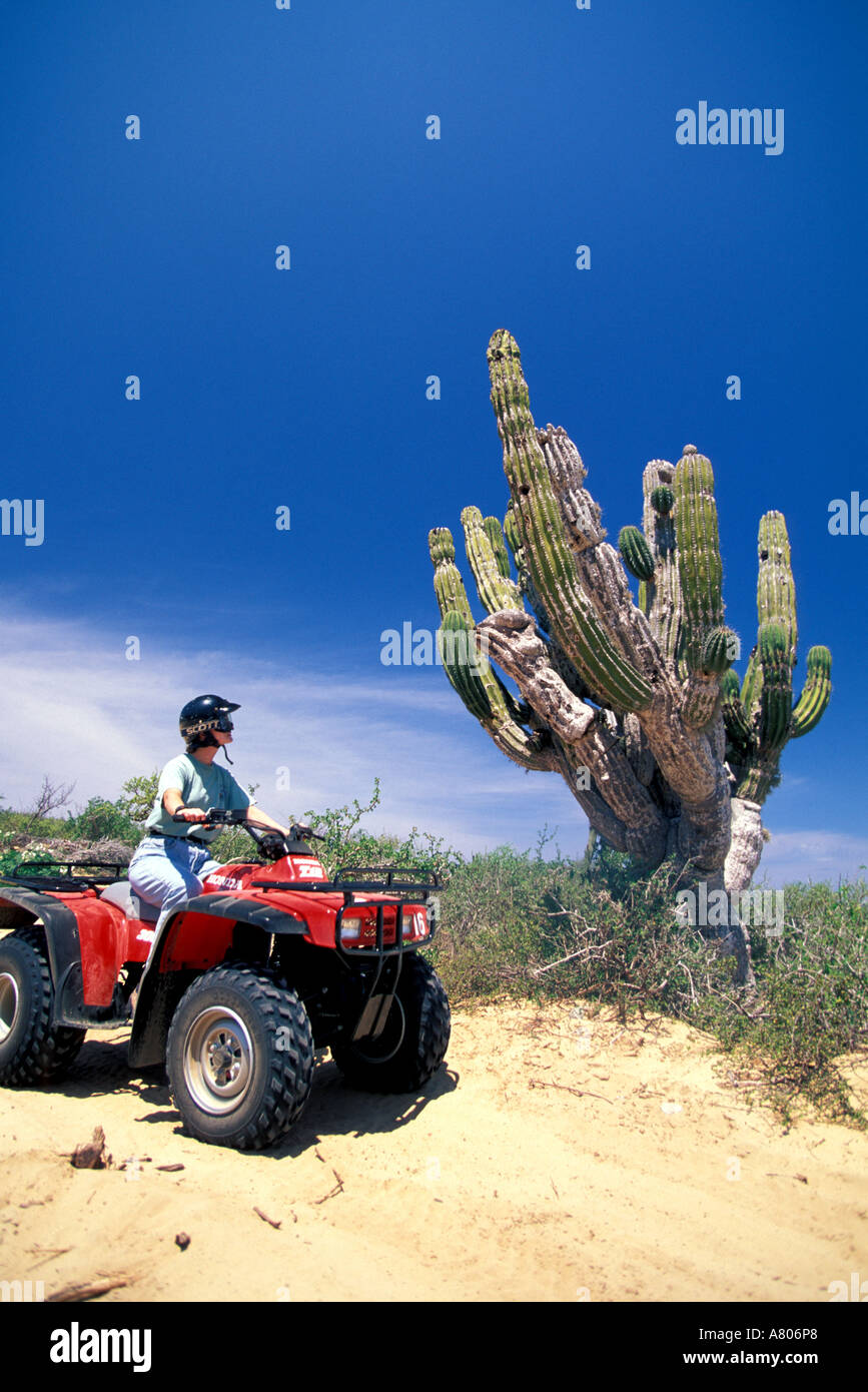 Mexico Cabo San Lucas ATV dune buggy rider woman beside large cactus ...