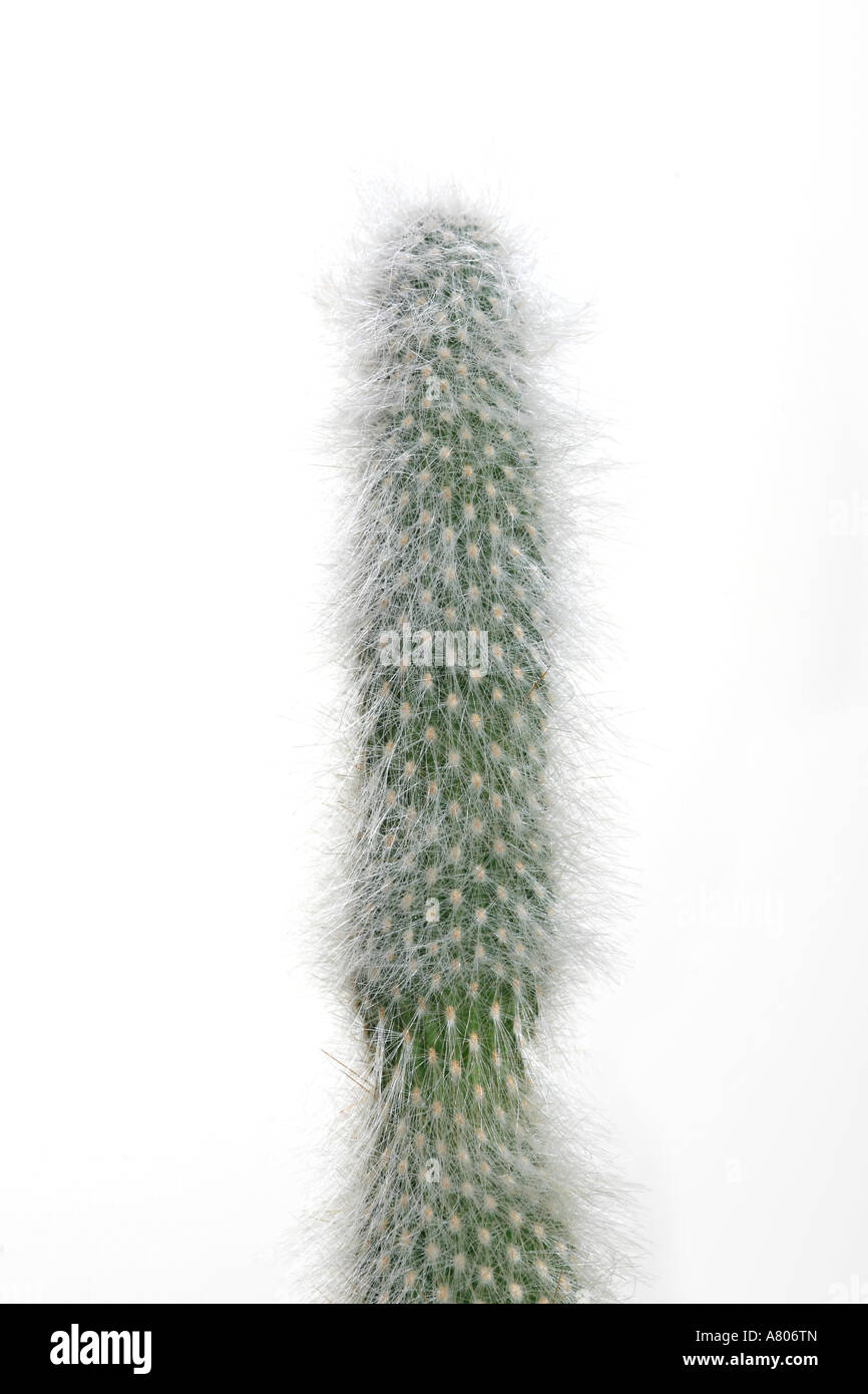 Tall thin cactus hi-res stock photography and images - Alamy