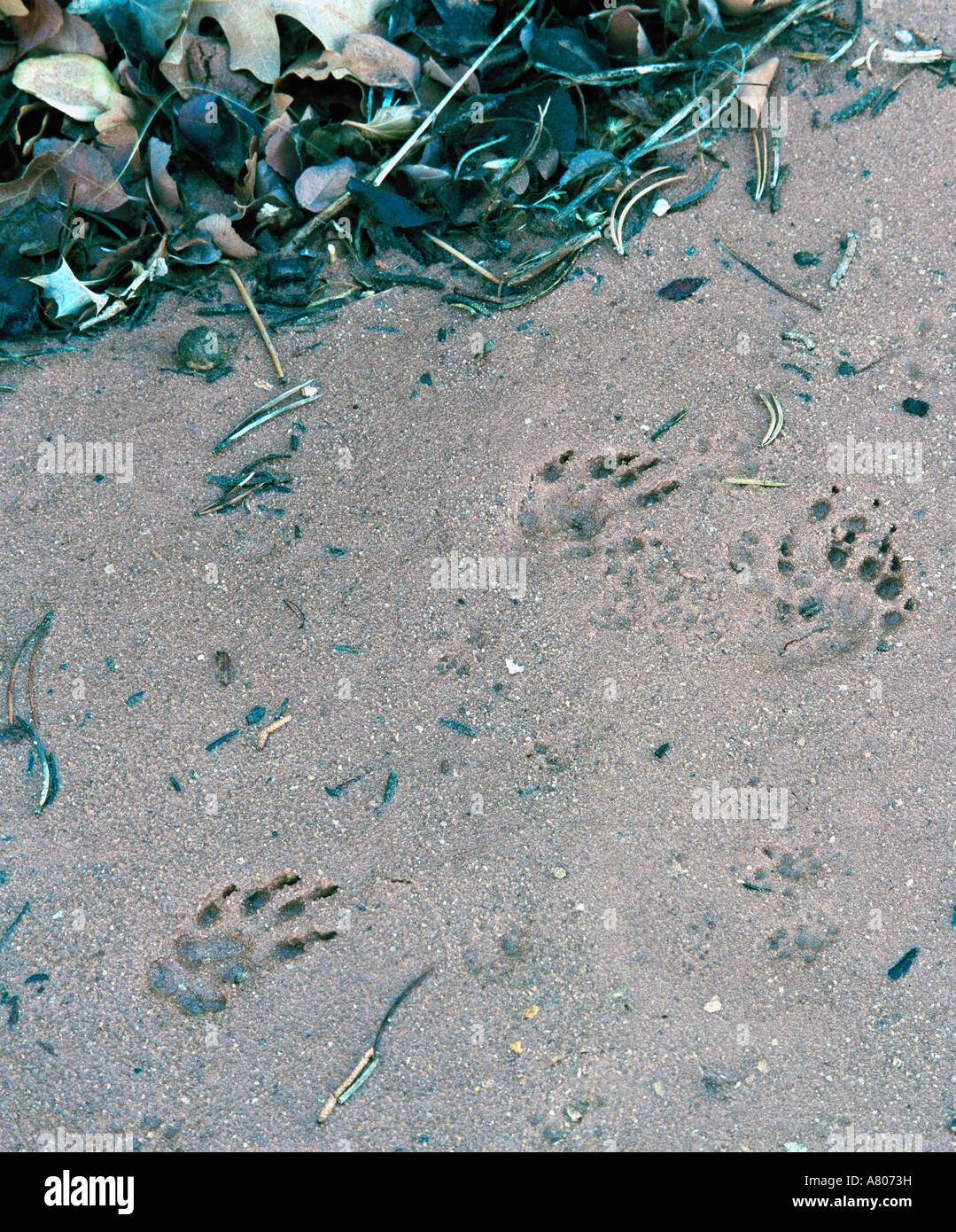 USA, Utah, Natural Bridges National Monument. Animal tracks near ...