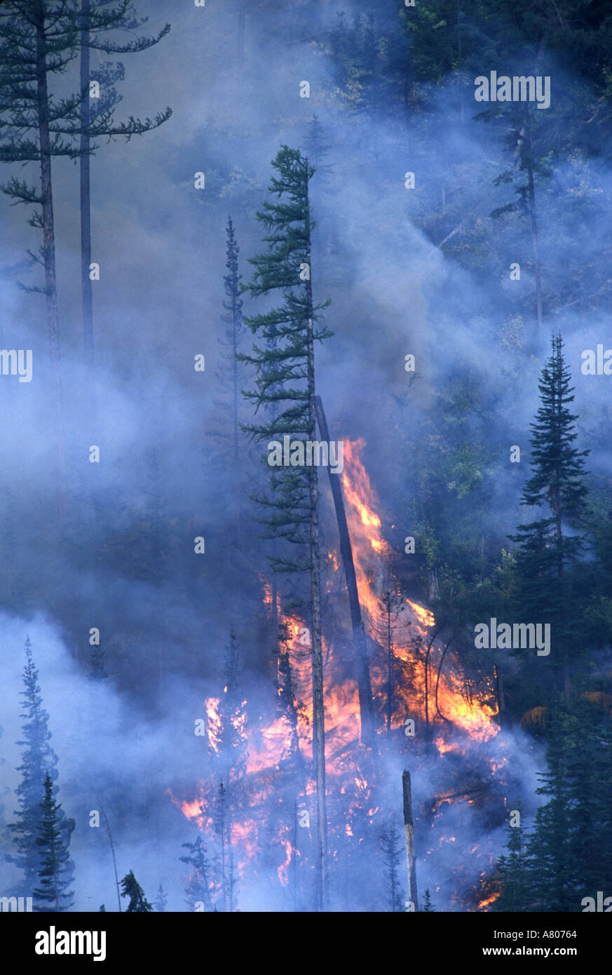 Forest Fire Flathead National Forest Montana Stock Photo - Alamy