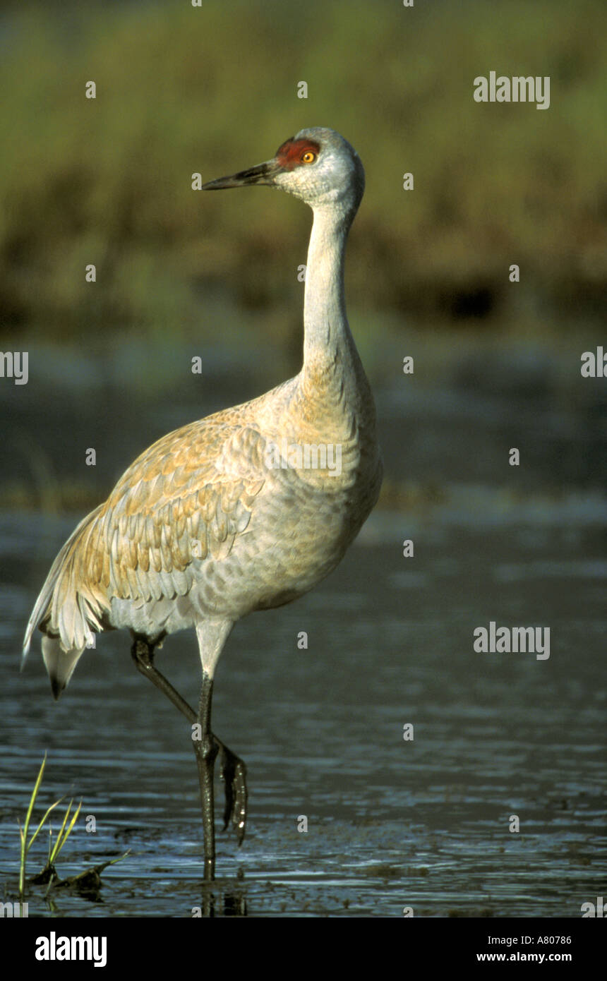Sandhill cranes migration alaska hi-res stock photography and images ...