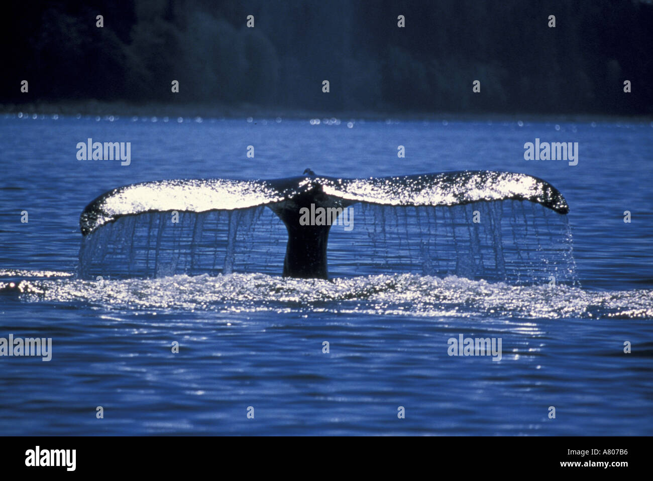 Humpback Whale Diving Megaptera novaeangliae Stephens Passage Juneau ...
