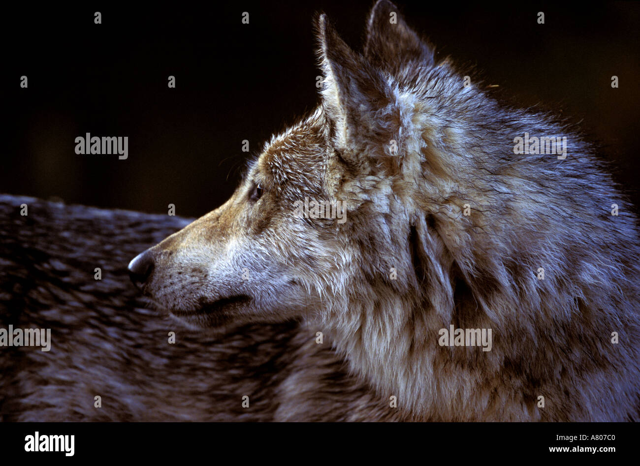 Timber wolf alaska hi-res stock photography and images - Alamy