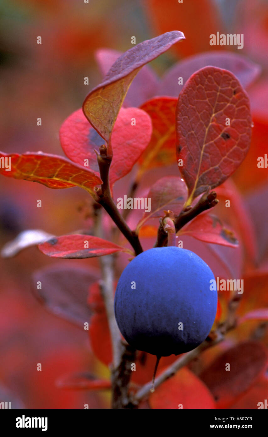 Bog Blueberry Denali National Park Alaska Stock Photo - Alamy