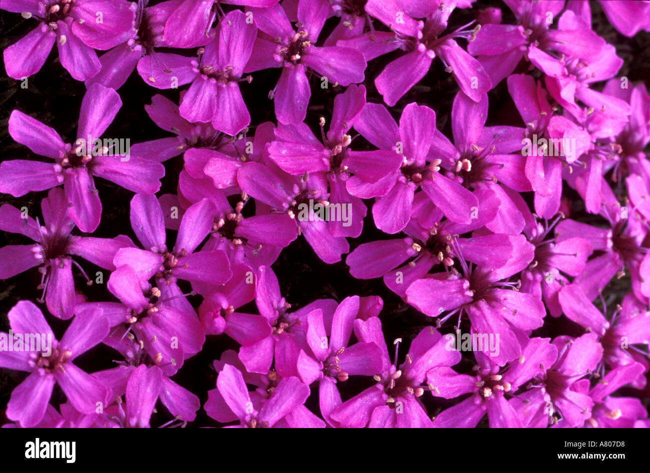 Moss Campion Silene acaulis Denali National Park Alaska Stock Photo - Alamy