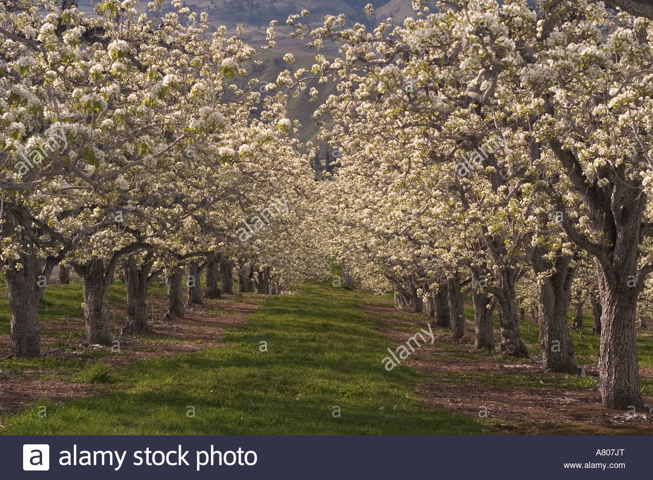 Wenatchee Orchard High Resolution Stock Photography and Images - Alamy