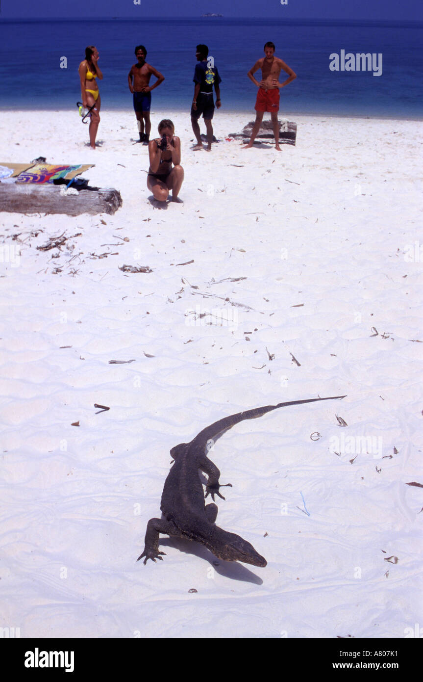 Malaysia, Terengganu State, Perhentian, Kecil island, a waran, a big ...
